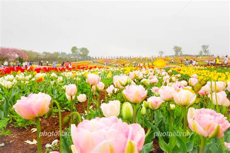 春 那須フラワーワールドのチューリップ畑 写真素材 4831278 フォトライブラリー photolibrary