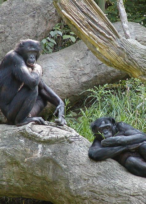 Quelle Est La Différence Entre Un Chimpanzé Et Un Bonobo Geo Fr