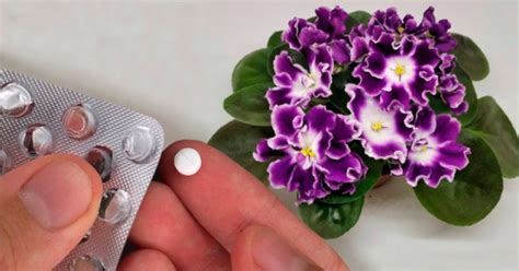 1 хапче в саксията на всяко цъфтящо растение и вижте как ще ви се отплатят Никога досега не са