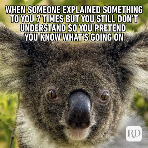40 Funny Animal Memes Readers Digest