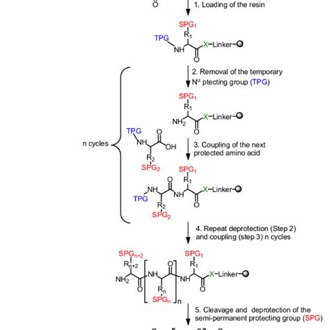 Pdf Development Of A Backbone Cyclic Peptide Library As Potential