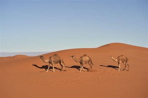 Intensity Transformation Operations On Images In Matlab