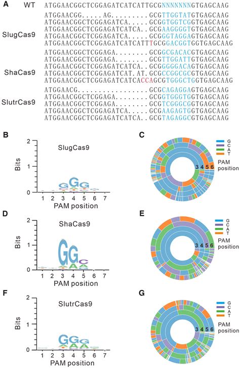 PAM Sequence Analysis A Deep Sequencing Reveals That SlugCas9 Download Scientific Diagram