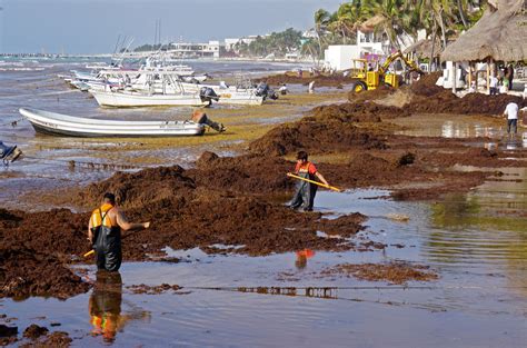 Giant Seaweed Blob Heading Towards Florida Newsweek