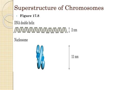 Ppt Chapter 17 Nucleotides Nucleic Acids And Heredity Powerpoint Presentation Id 4051464