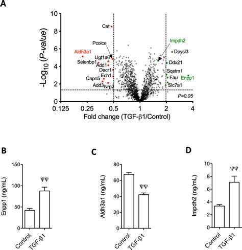 proteomic landscape of tgf β1 induced fibrogenesis in renal fibroblasts