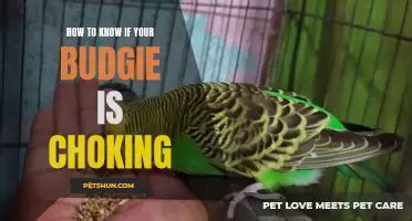 Determining The Sex Of Your Budgie A Guide For Bird Owners PetShun
