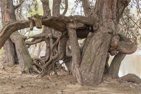 Many Twisted Roots Of Old Tree Large Trunk Of Fantasy Plant Growth In Nature Stock Photo