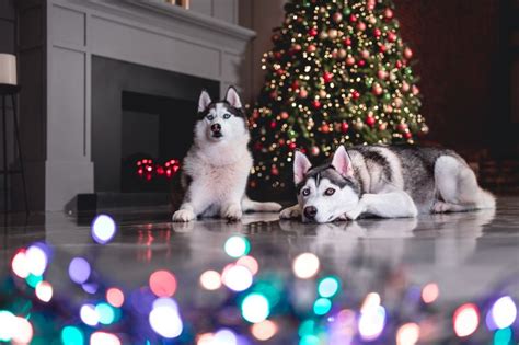 D Ploy Gmbh On Linkedin Christmas Christmaswishes Huskies