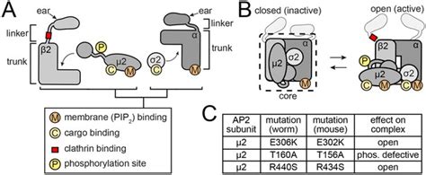 Figures And Data In Necaps Are Negative Regulators Of The Ap2 Clathrin Adaptor Complex Elife