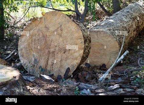 Cypress Tree Cut Down In A Forest On The Edge Of A Clearing Logging Industry And Tree Removal