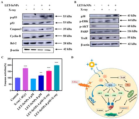 Enhancing Radiotherapy Sensitivity In Prostate Cancer With Lentinan