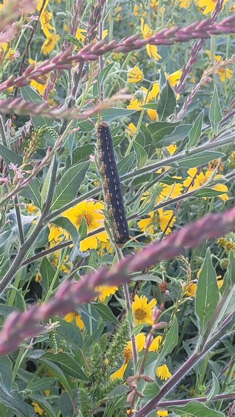 Baconplanet Submitted Caterpillars Of A Sphinx One Nice Bug Per Day