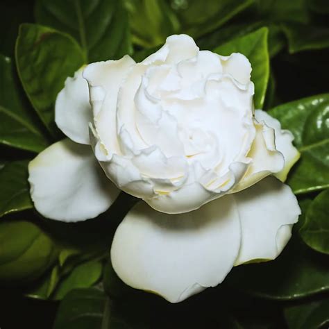 Mardini Masked Auto Regressive Diffusion For Video Generation At Scale