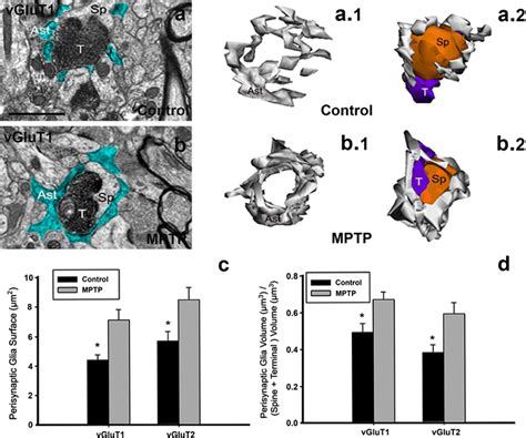 Perisynaptic Astrocytes In Striatal Axospine Glutamatergic Synapses Of Download Scientific