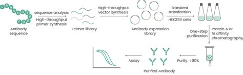 Recombinant Antibody Production The Ultimate Guide Sino Biological