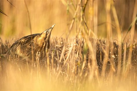 Another Record Breaking Year For The Uks Loudest Bird