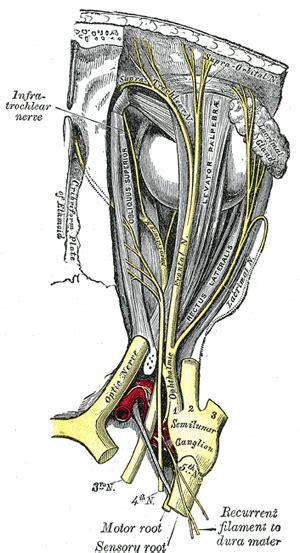 The Trochlear Nerve Human Anatomy