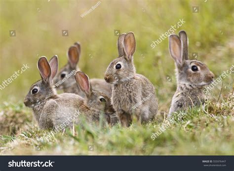 Wild Rabbits
