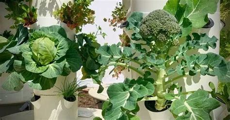 The Secret To Growing The Best Hydroponic Broccoli Gardening Need