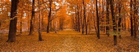 How To Identify A Maple Tree Tips Tricks