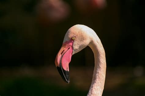 2000개 이상 무료 Flamingo 및 플라밍고 사진 Pixabay