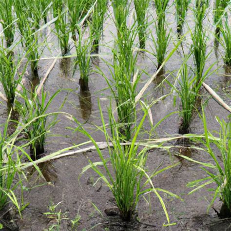 Conventional Farming Benefits Challenges And Practices