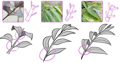 How To Draw Various Foliage With A Depth Of Field Art Rocket Как рисовать Рисовать