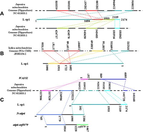 Comparison Of Sequences Among L Sp1 Nipponbare Mtdna N Atp6 And Download Scientific Diagram