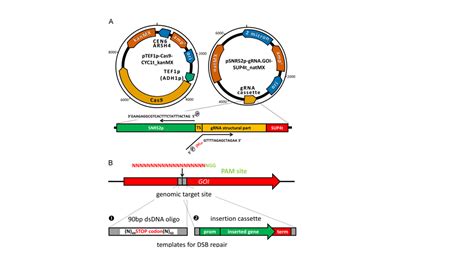 Crispr Cas9 技术编辑工业酿酒酵母 Crispr基因编辑 酿酒酵母基因改造 菌株基因编辑 宝赛质粒菌株公司