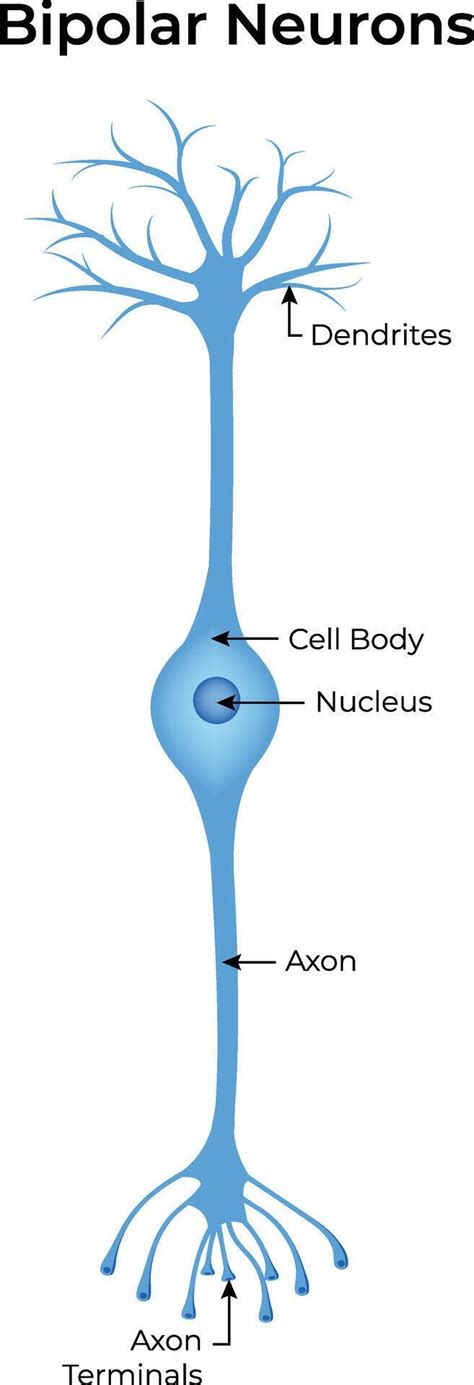 Bipolar Neuron Anatomy Illustration 51775929 Vector Art At Vecteezy