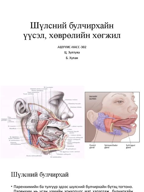Шүлсний Булчирхайн Үүсэл Хөврөлийн Хөгжил Pdf
