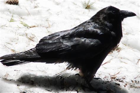 3 Crows Spiritual Meaning And Symbolism 9 Omens