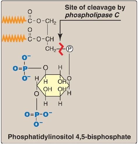 Phosphatidylinositol Structure