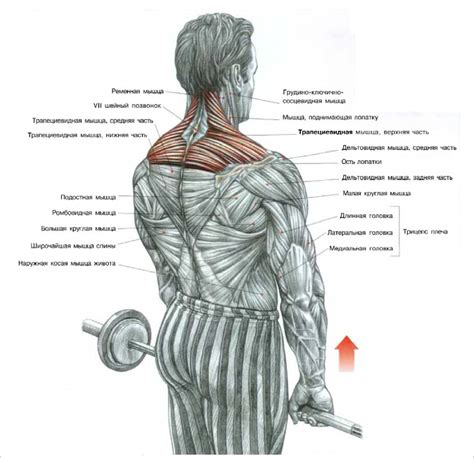 Шраги со штангой Упражнения для Спины ЗОЖ Pb