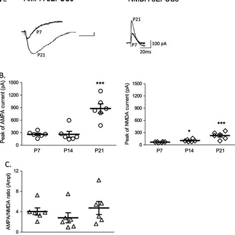 Ampa And Nmda Eepsc Amplitudes In Locus Coeruleus Neurons Of P7 P14