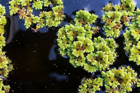 Green Floating Azolla Pinnata Or Azolla Microphylla At Organic Posters For The Wall • Posters