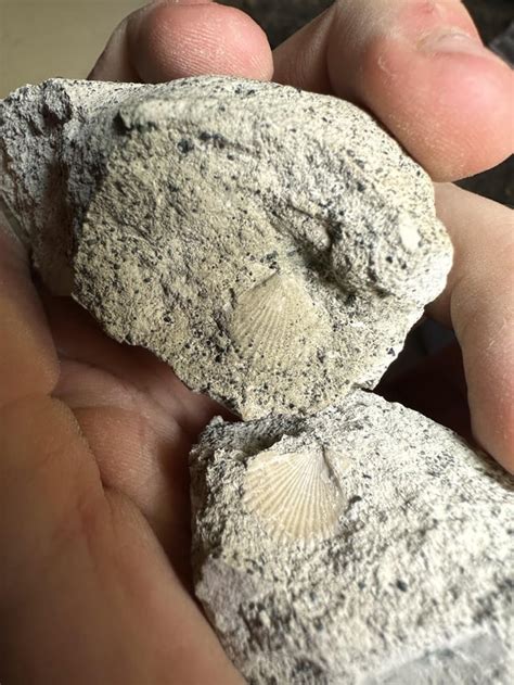 Scallop Fossil Found On The Jersey Shore Link To Video In Comments R