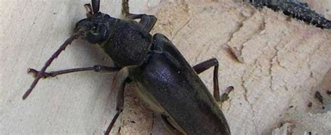 Detailed Information On Pine Sawyer Beetle Ergates Spiculatus