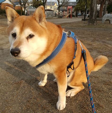 Python Excelの読み込み書き込み1 Sibainu Relax Room