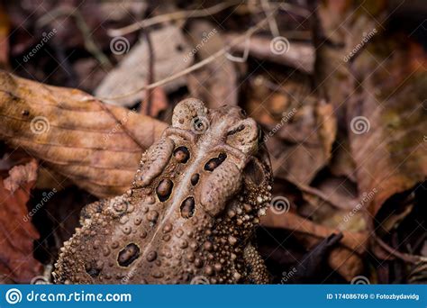 Eastern American Toad Anaxyrus Americanus Close Up Head And Shoulders