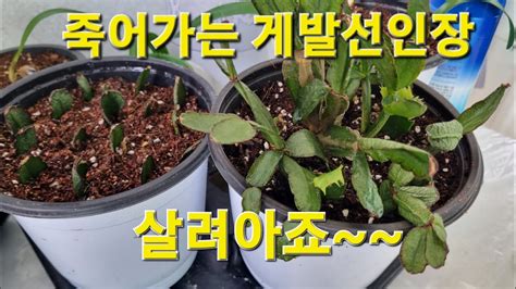 원종 가재발 서인장게발선인장삼목해서 살려요~~ Youtube