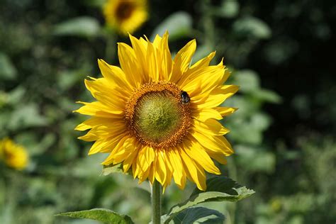 5 Examples Of The Fibonacci Sequence In Plants Sunnyscope