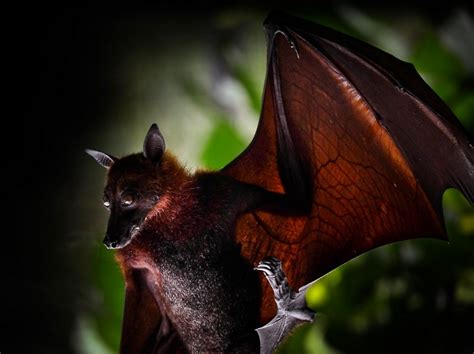 Фотографии летучих мышей 60 фото ⚡ Фаник ру