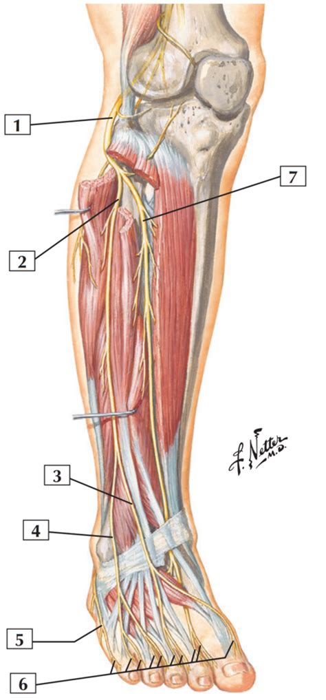 Common Fibular Nerve
