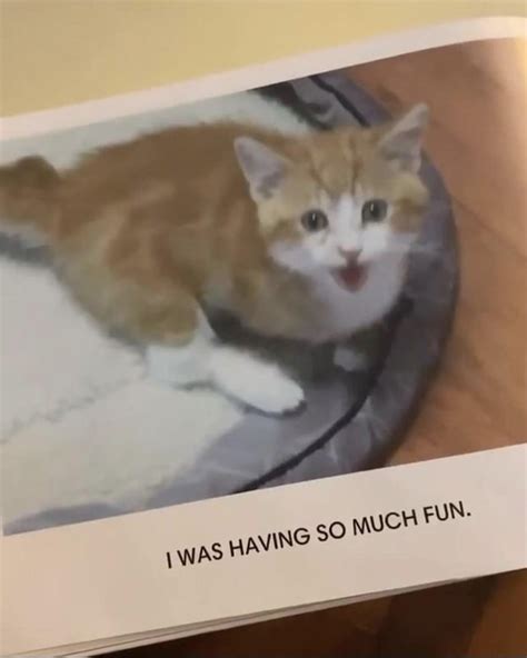 Cat Sitting For Lilys Mom R Himym