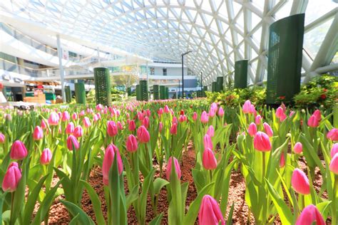 ยกสวนทิวลิป มาไว้ระยอง วันหยุดธันวาคม 2566 เสาร์ อาทิตย์นี้ ไปเที่ยวกัน