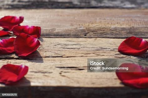 텍스트 아침 햇살 복사 공간에 대 한 빈 공간을 가진 우아한 빨간 장미 꽃잎 장식 장식 나무 배경 텍스처 0명에 대한 스톡 사진