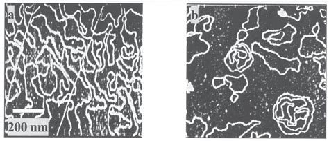 Afm Image Of A Fragments Of Lambda Dna And B Pbs Showing Download Scientific Diagram