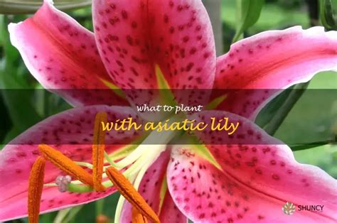 What To Plant With Asiatic Lilies For A Colorful Summer Garden Shuncy